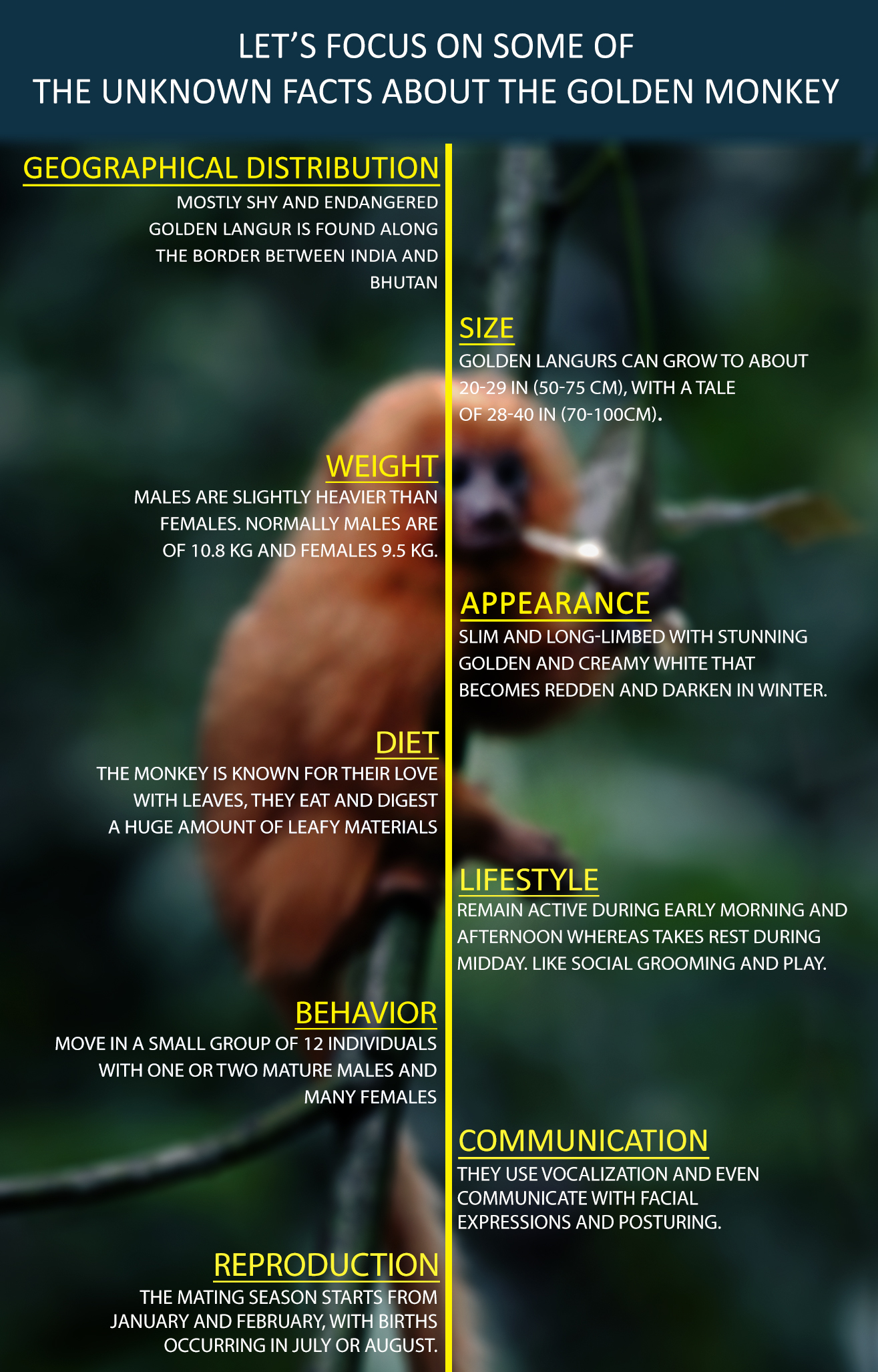 Golden Monkeys of Bhutan - Unknown Facts | AV tours