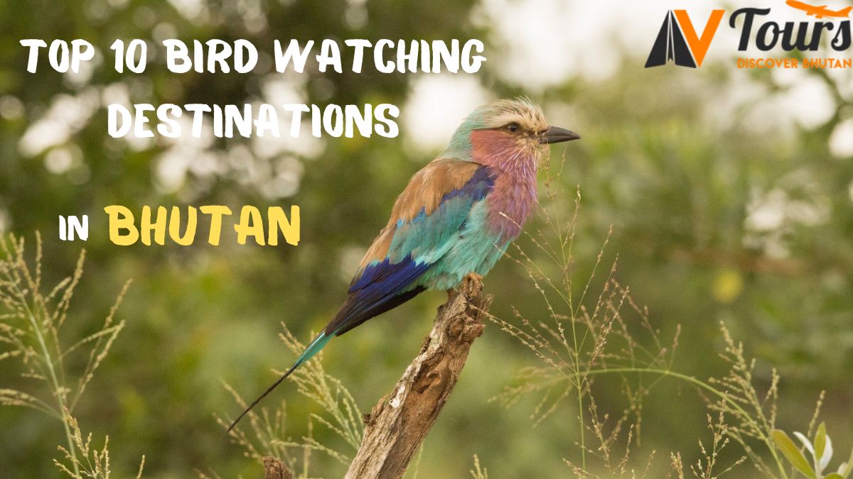 Bhutan's Best: Top 10 Bird Watching Destinations for Nature Enthusiasts